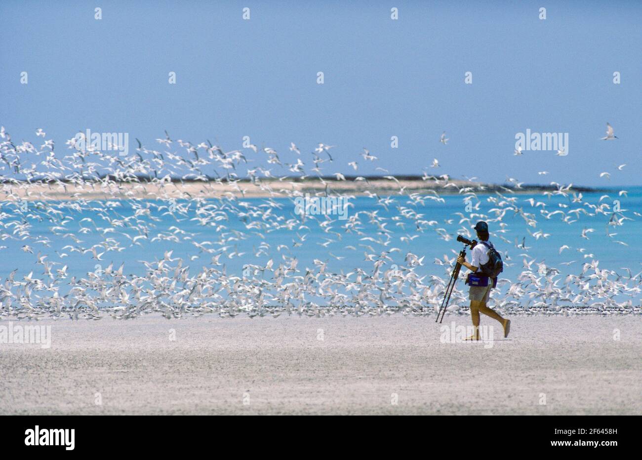 Photographer watches flock of Sooty Turns in the Lacepede Islands ...