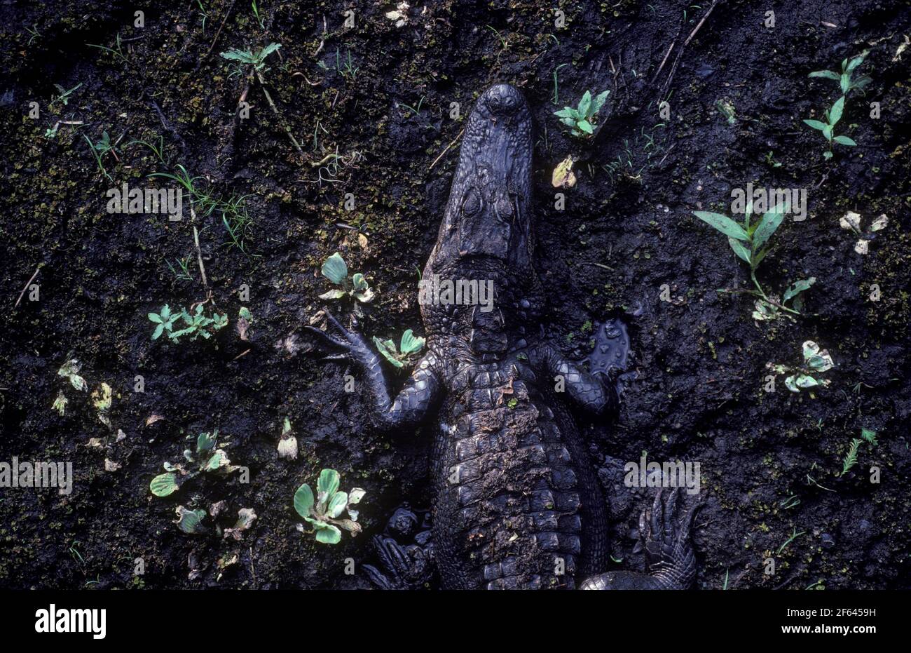 American Alligator in mud Everglades National Park FL USA Stock Photo ...