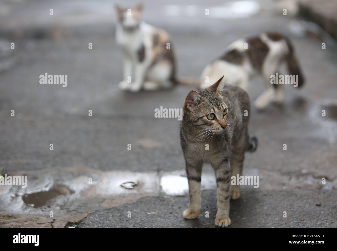 salvador, bahia / brazil - october 6, 2017: Cats are seen in Salvador ...