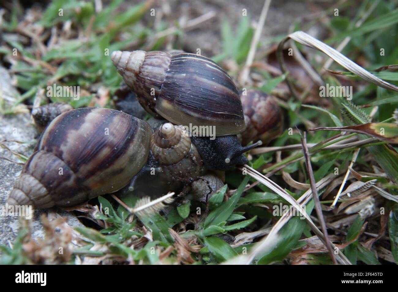 salvador, bahia / brazil - september 6, 2017: The African giant snail ...