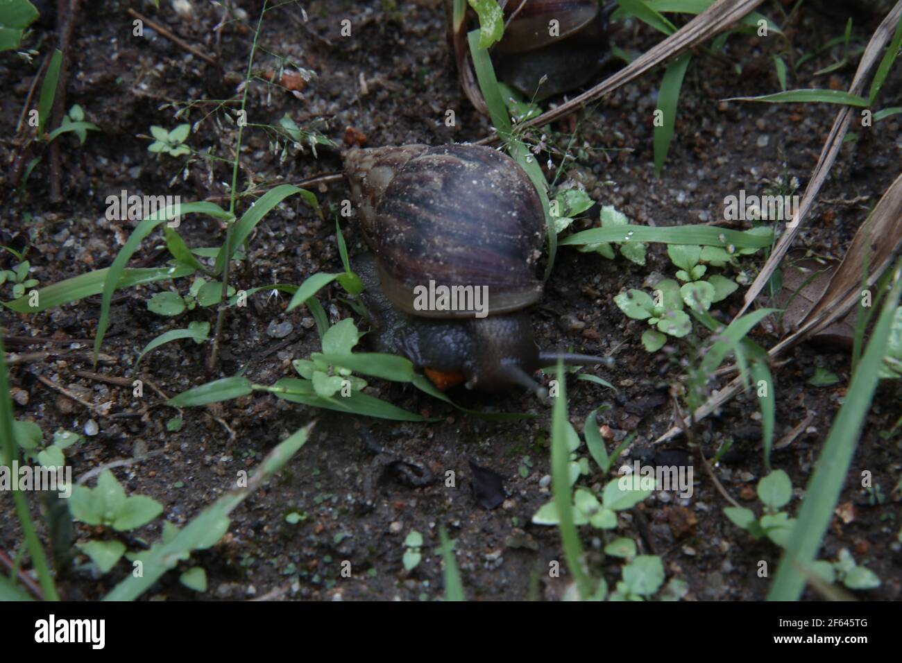 salvador, bahia / brazil - september 6, 2017: The African giant snail ...
