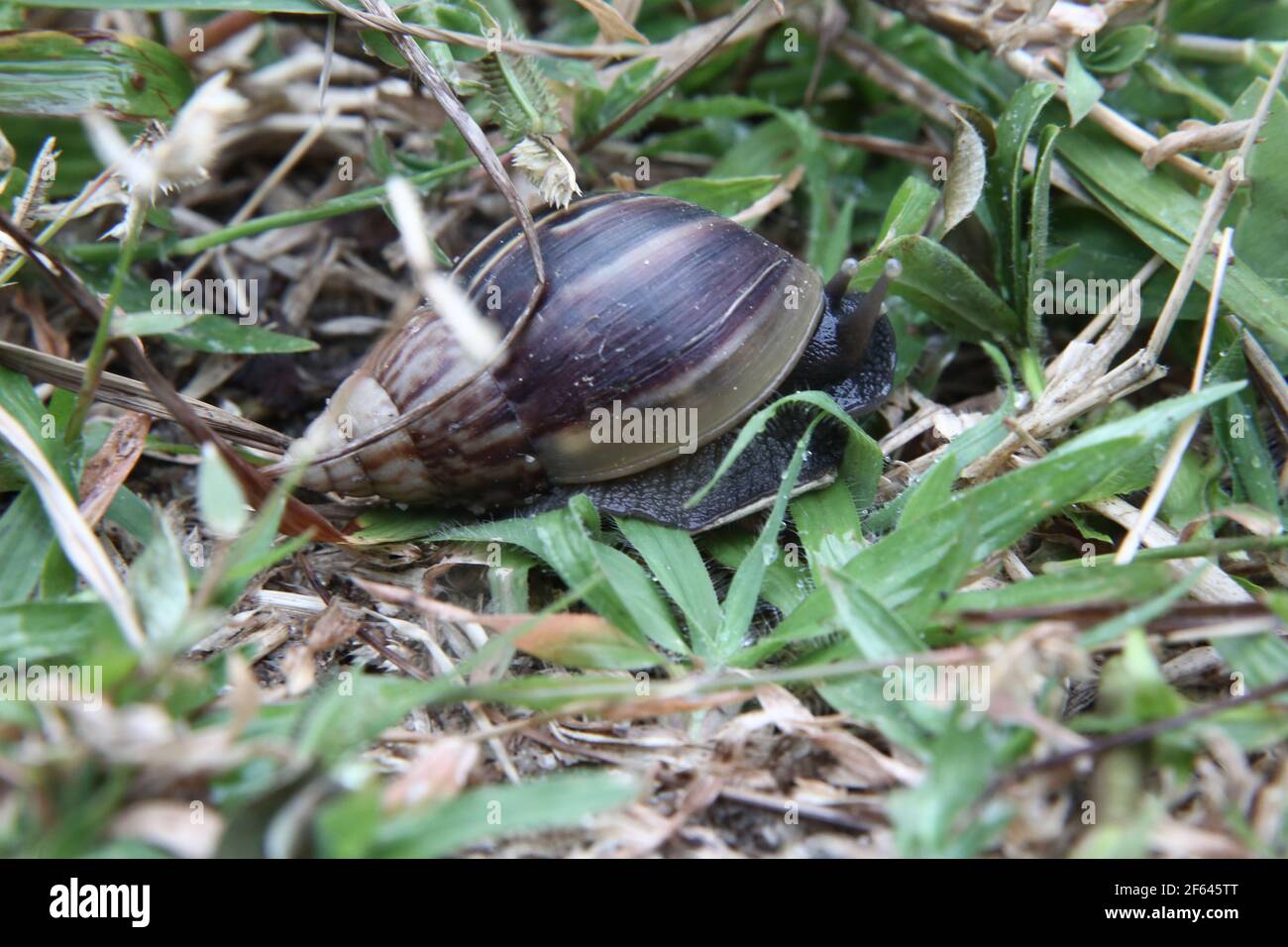 salvador, bahia / brazil - september 6, 2017: The African giant snail ...
