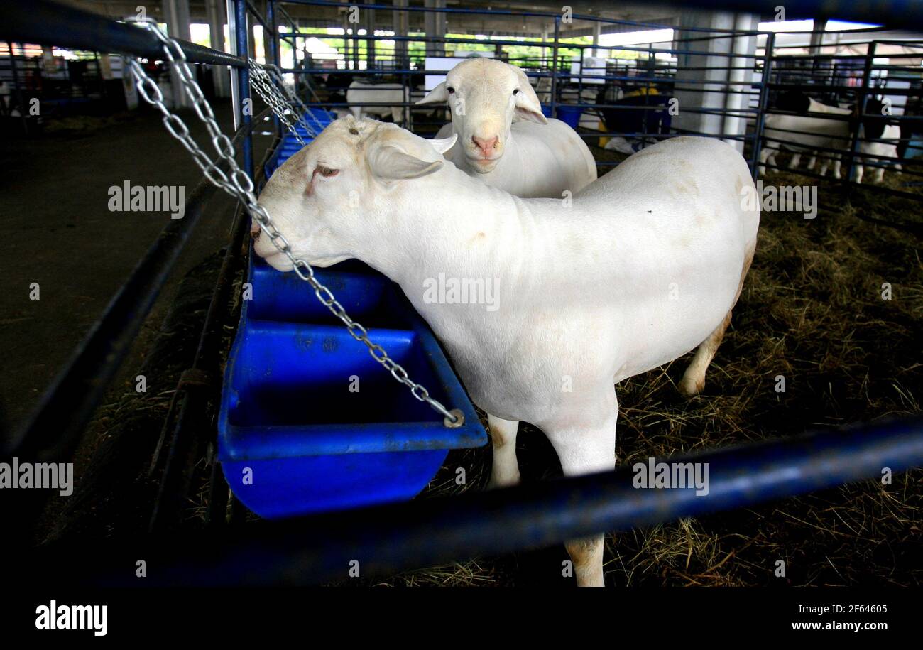 salvador, bahia / brazil - december 2, 2016: Sheep breeding is seen in ...