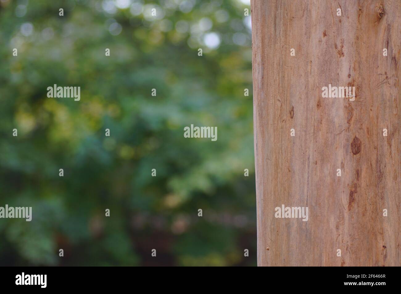 Raw wood - tree devoid of bark. Urban park in daylight. Background with ...