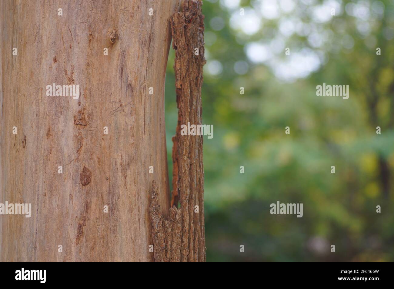 Raw wood - tree devoid of bark. Urban park in daylight. Background with ...