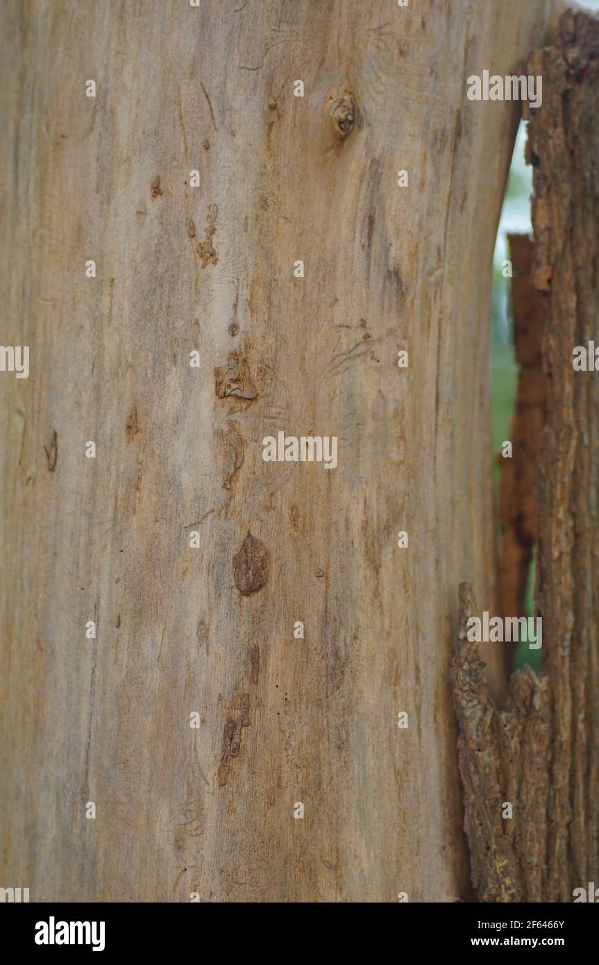 Raw wood - tree devoid of bark. Urban park in daylight. Background with ...