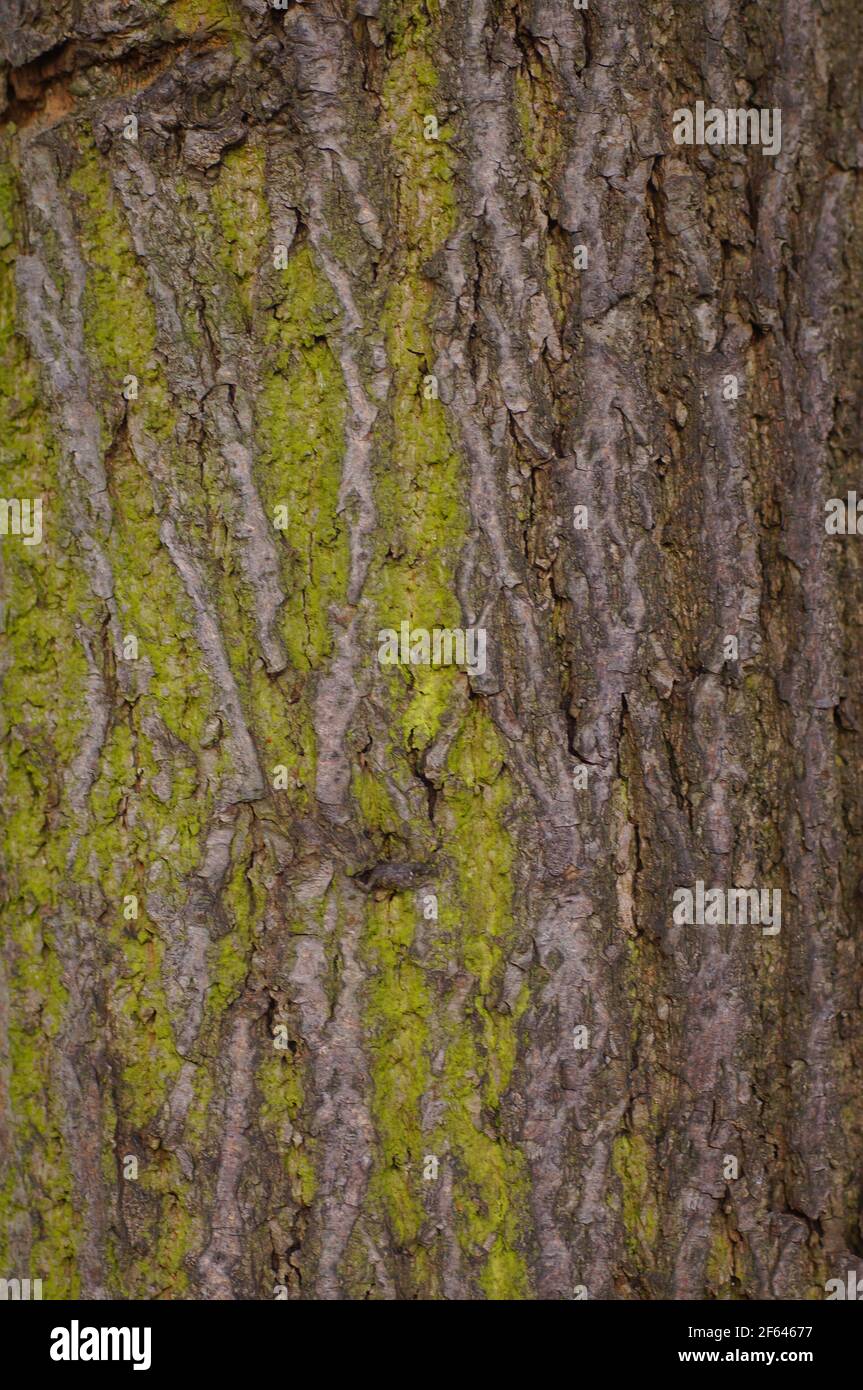 A deciduous tree in close-up. Bark and moss structure in natural ...