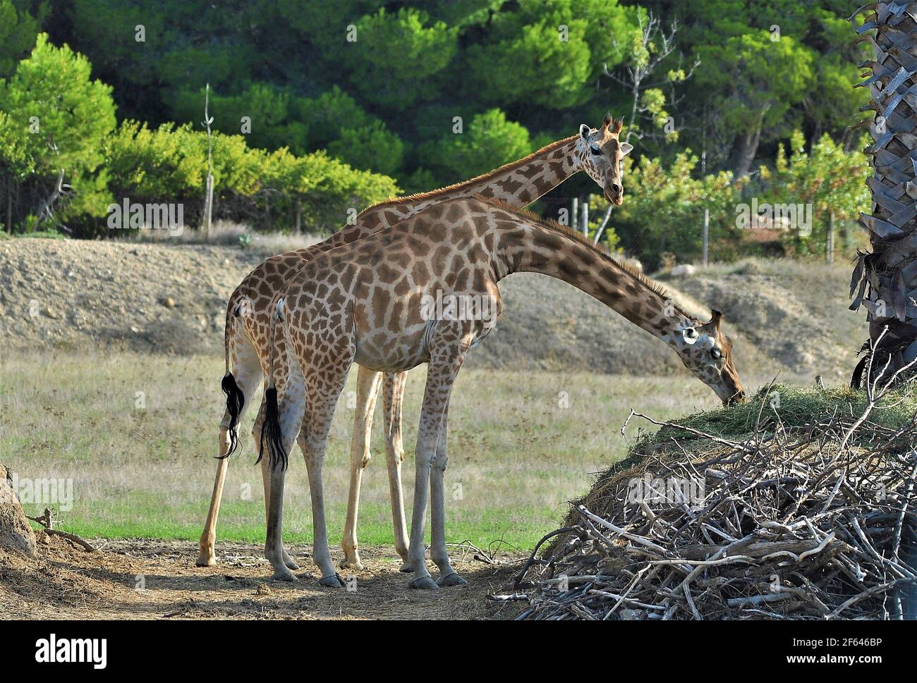 Group of Giraffes eating in the African reserve of Sigean-France Stock ...