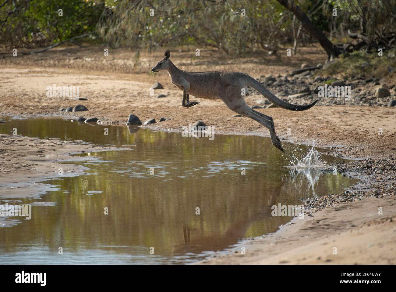 Kangaroo jumping over a creek Stock Photo - Alamy