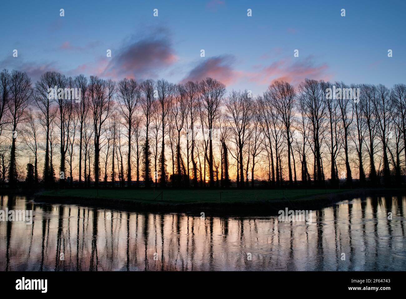 Line of trees on the river thames at sunrise. Buscot, Cotswolds ...