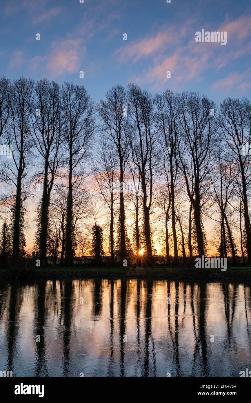 Line of trees on the river thames at sunrise. Buscot, Cotswolds ...