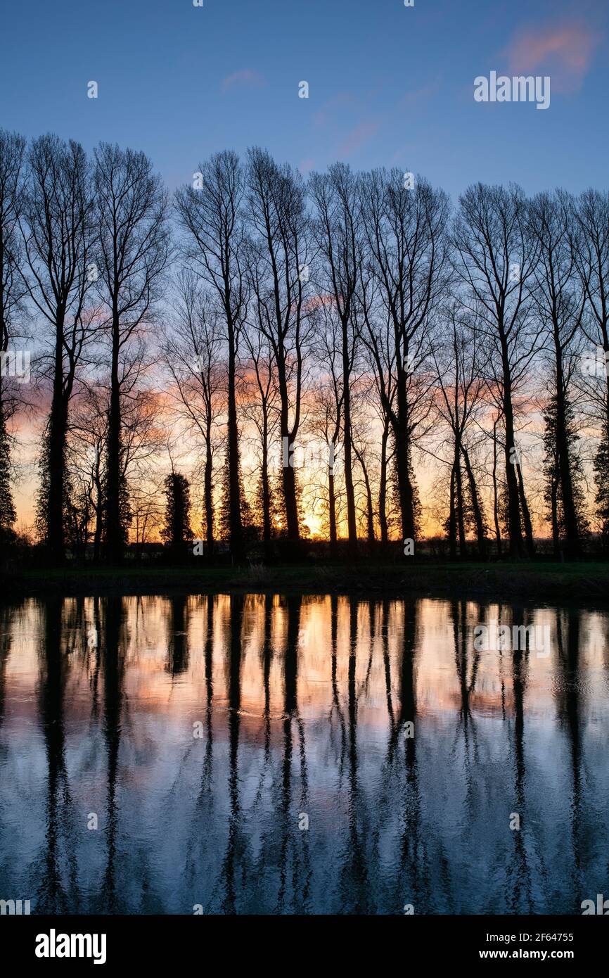 Line of trees on the river thames at sunrise. Buscot, Cotswolds ...
