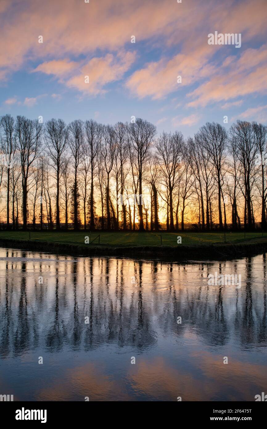 Line of trees on the river thames at sunrise. Buscot, Cotswolds ...