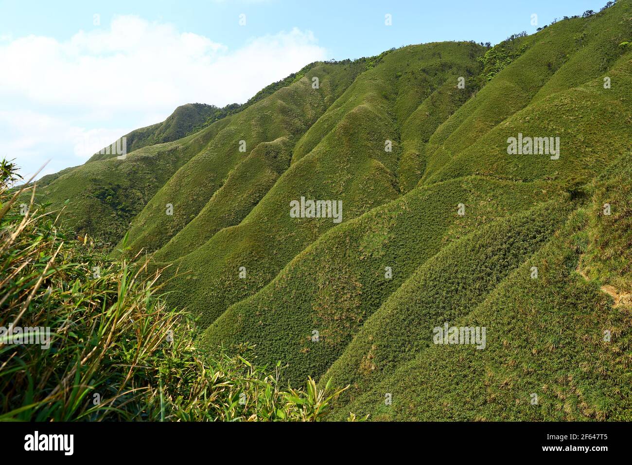 Famous Matcha (Green Tea) Mountain, Shengmu Hiking Trail (Marian Hiking ...