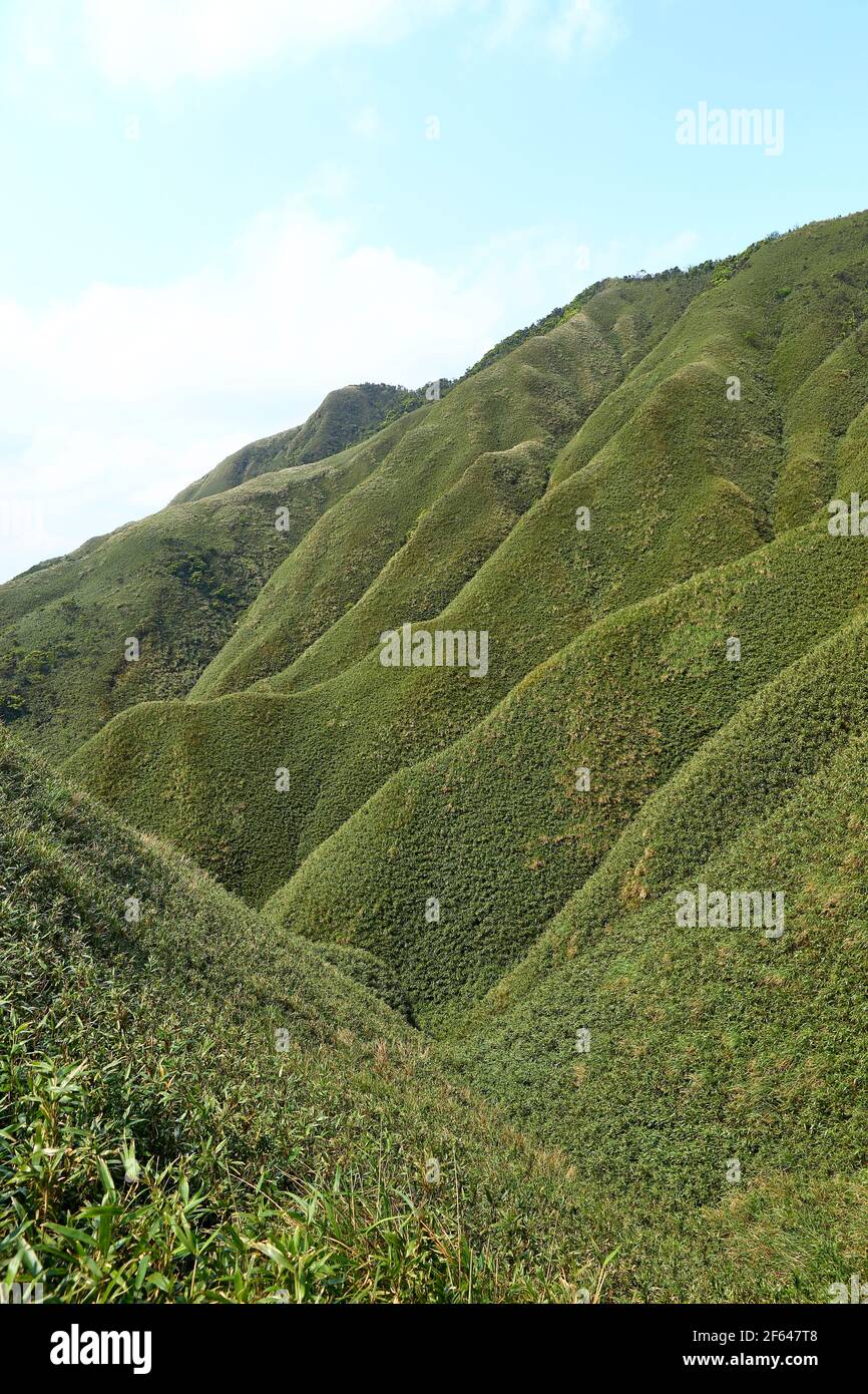 Famous Matcha (Green Tea) Mountain, Shengmu Hiking Trail (Marian Hiking ...