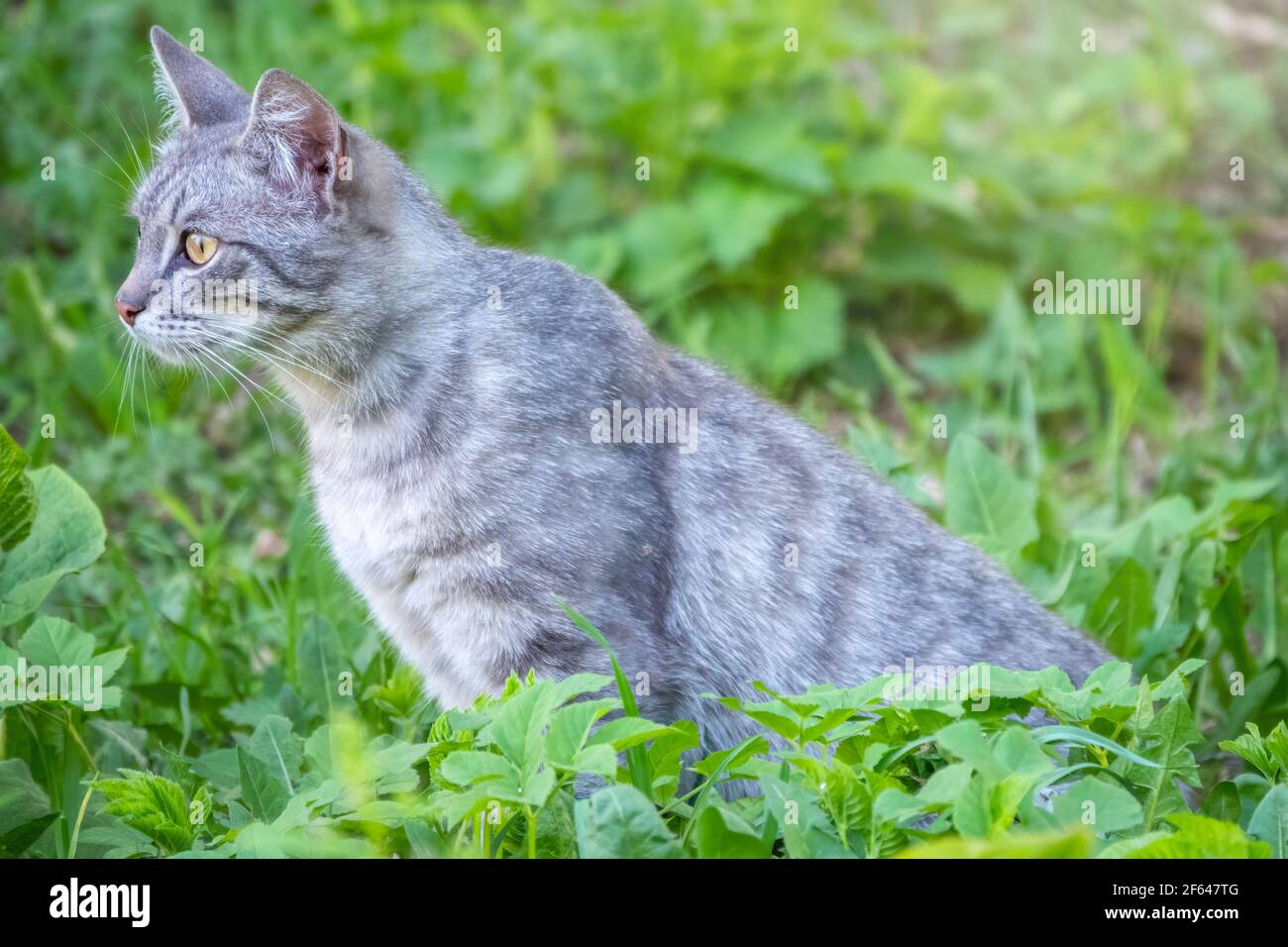 A beautiful fluffy gray cat sits on a green lawn in the sunset light ...