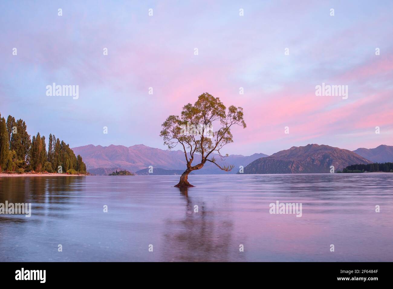 Wanaka New Zealand, Wanaka Tree New Zealand Landscape, Sunrise ...