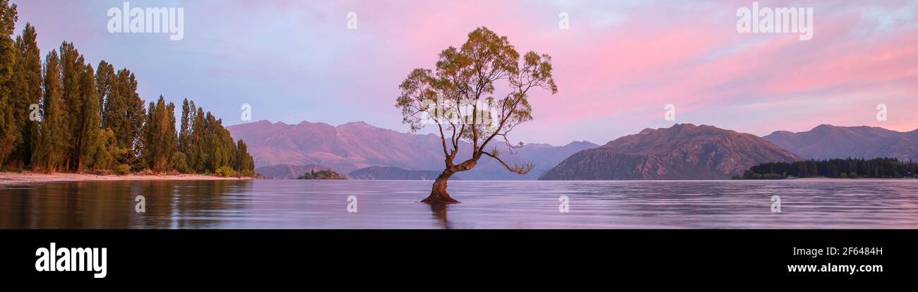 Wanaka New Zealand, Wanaka Tree New Zealand Landscape, Sunrise ...