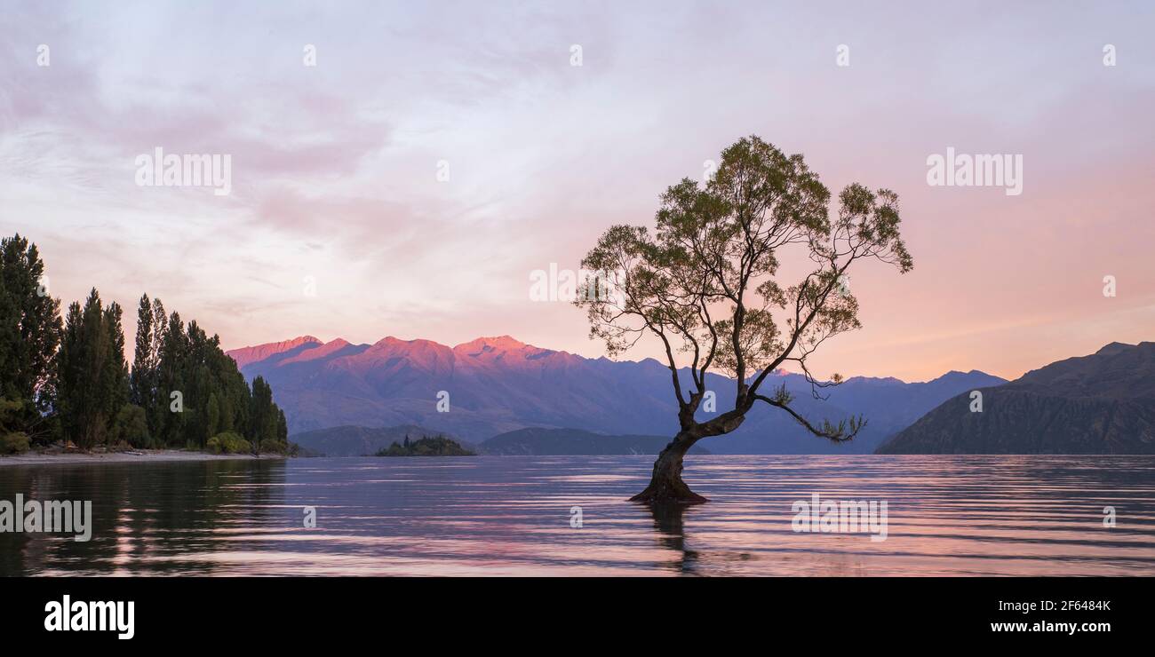 Wanaka New Zealand, Wanaka Tree New Zealand Landscape, Sunrise ...