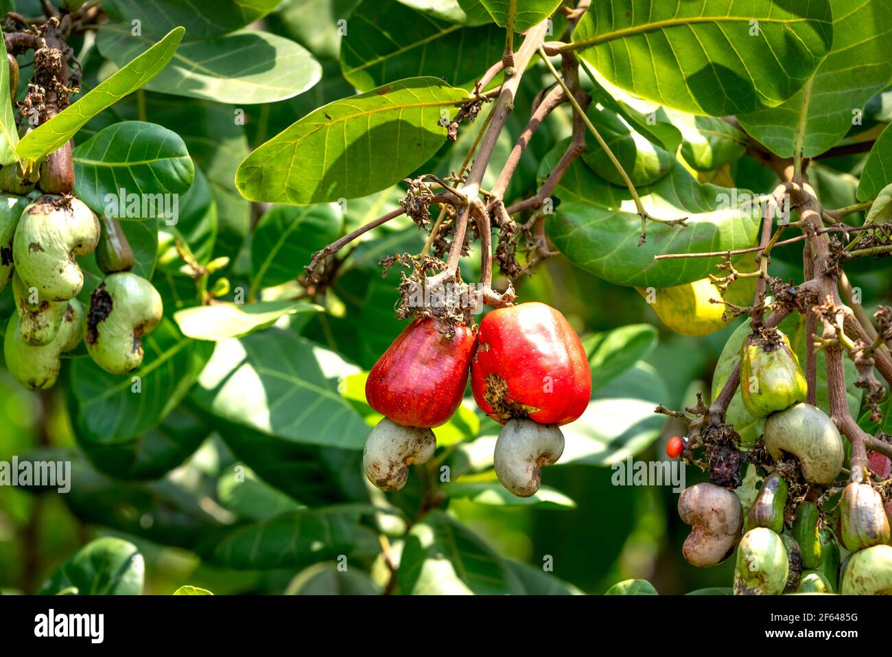 Cashew fruit ripe red (Anacardium occidentale) hanging on tree Stock ...