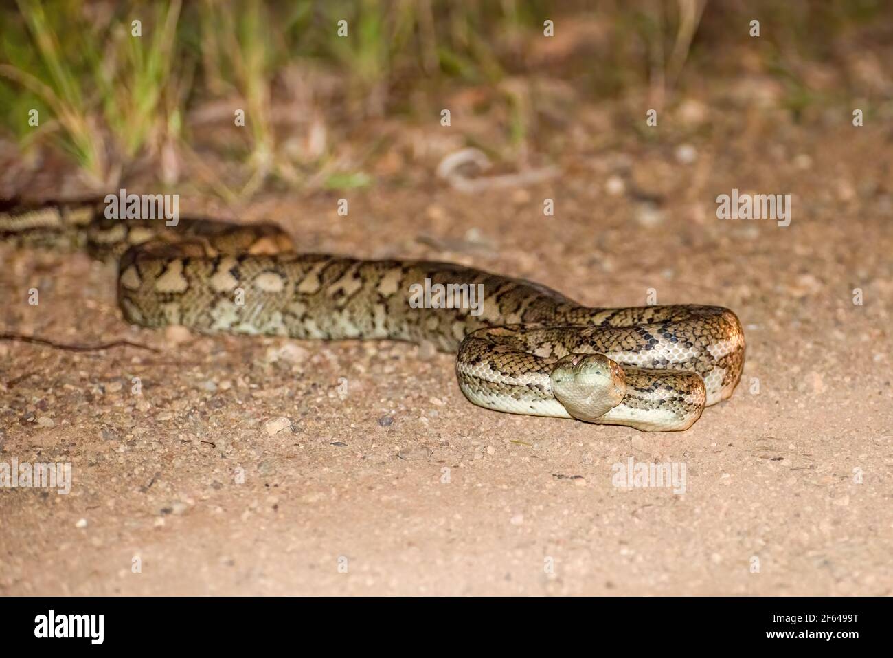 Python tail hi-res stock photography and images - Alamy