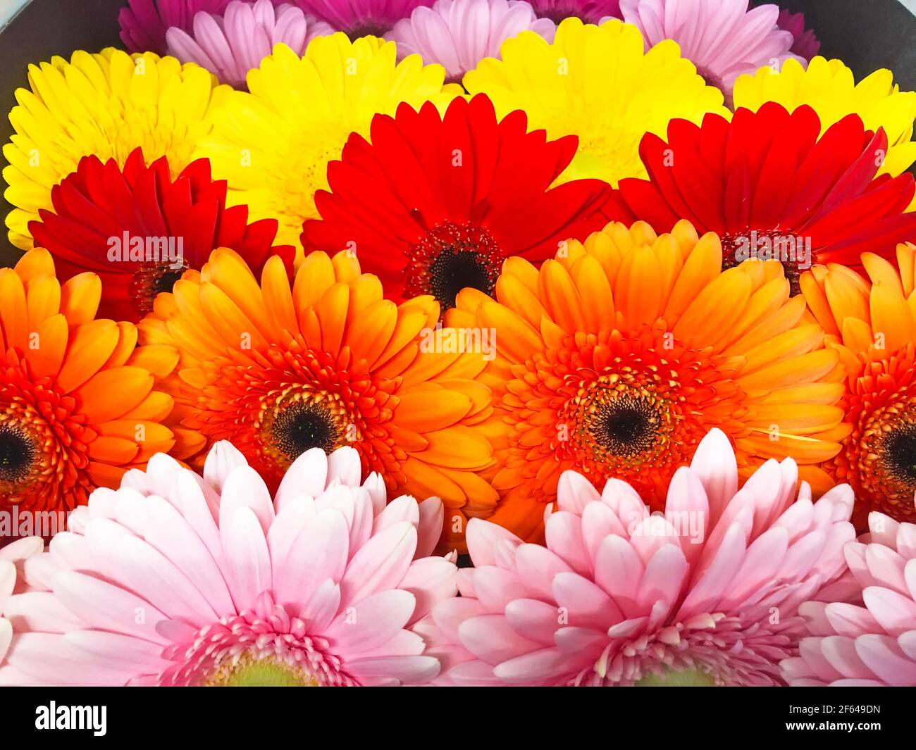 Gerberas of various varieties and colors, close up view Stock Photo - Alamy
