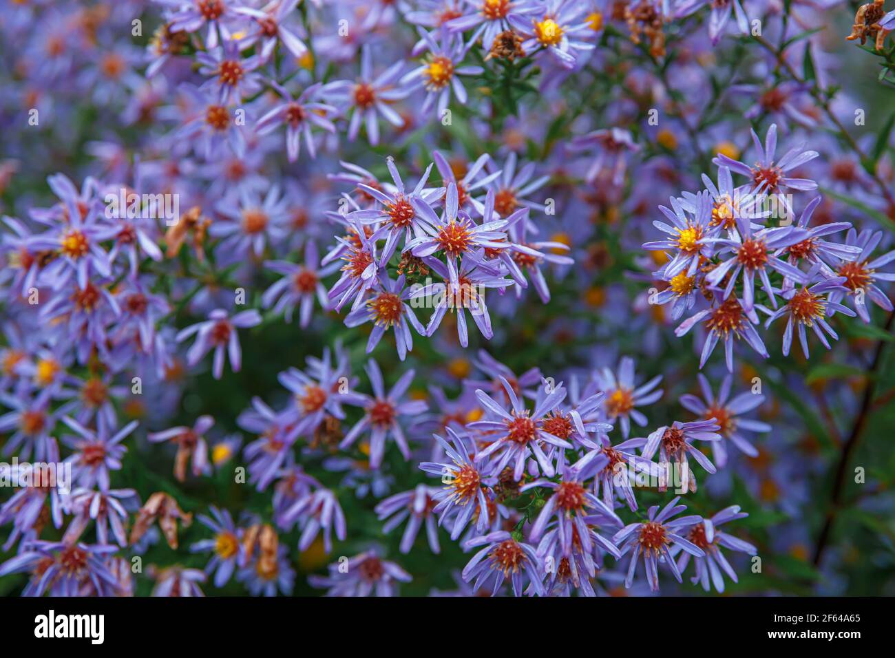 Amethyst aster hi-res stock photography and images - Alamy