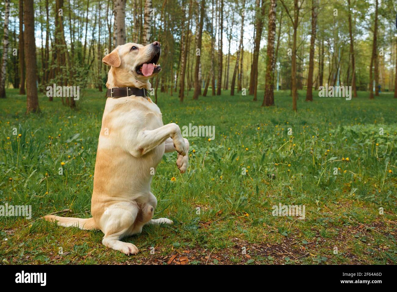 White Labrador Retriever stands on its hind legs and looks at the owner ...