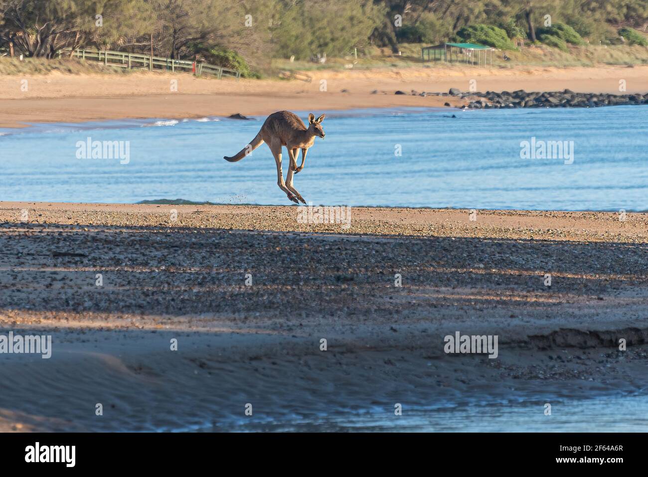 Hopping along hi-res stock photography and images - Alamy