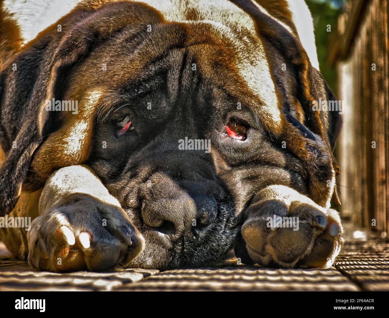 Mastif hi-res stock photography and images - Alamy