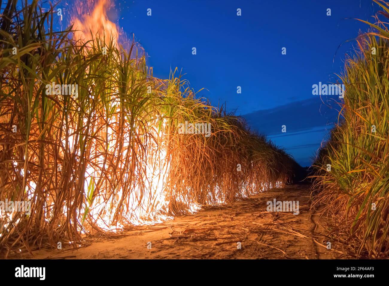 A field of sugar cane is burnt before harvesting Stock Photo - Alamy