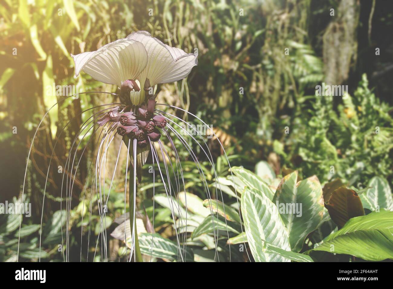 Bat Flower of Tacca chantrieri Plant Stock Photo - Alamy