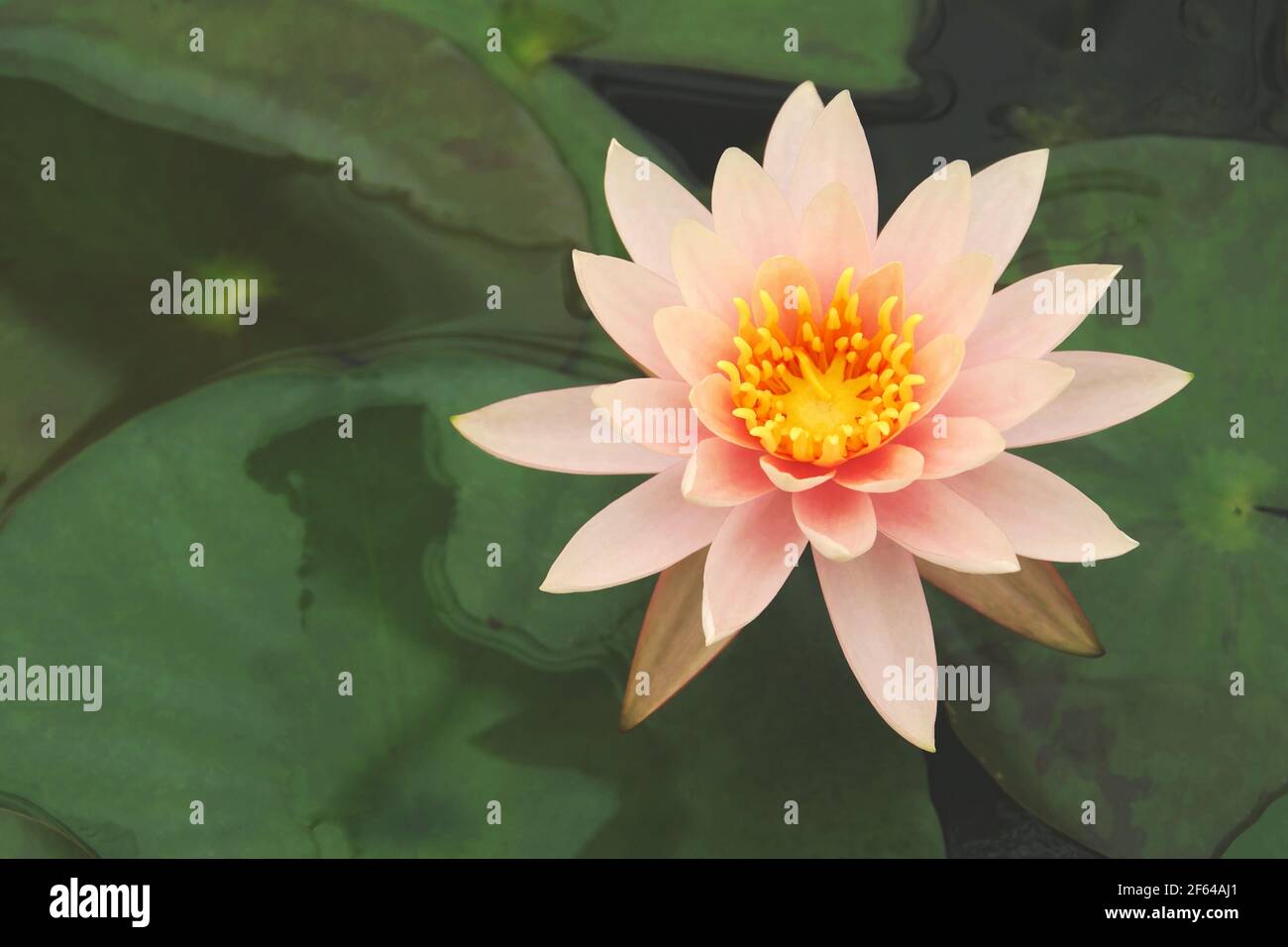 Colorado water lily hi-res stock photography and images - Alamy
