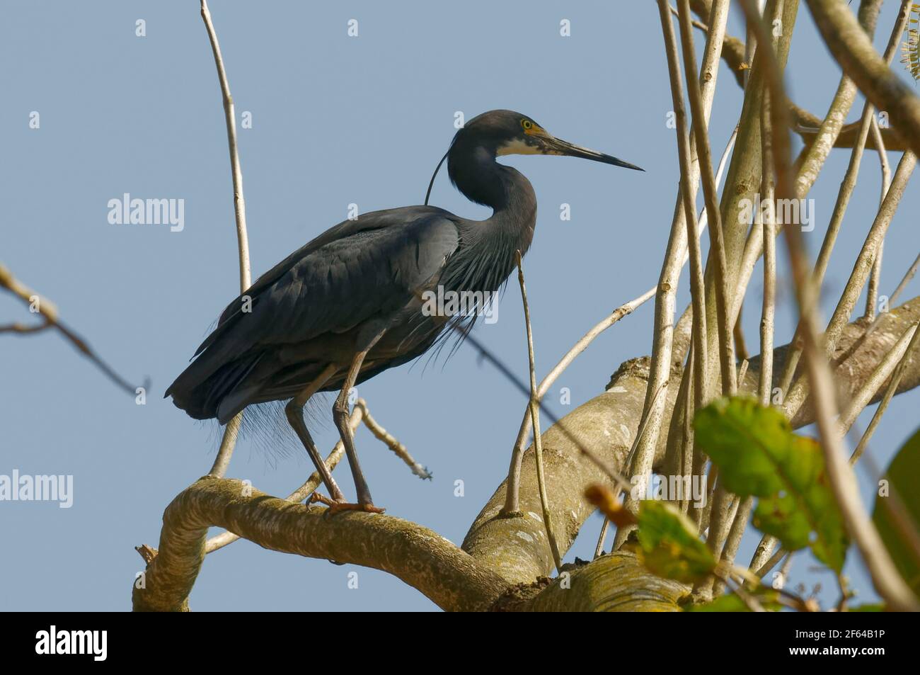 Dimorphic Egret (Egretta dimorpha) - Madagascar Stock Photo - Alamy