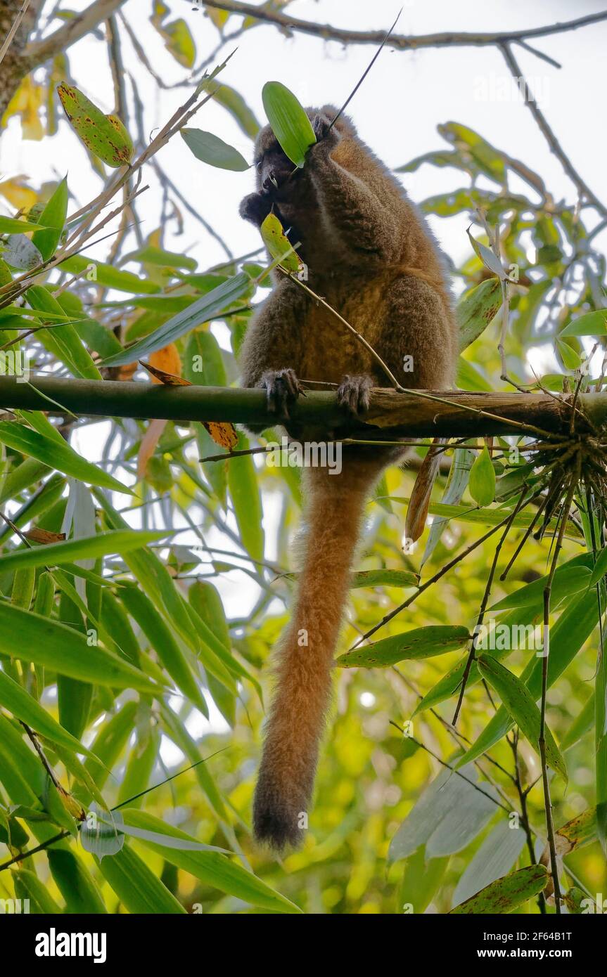 Golden bamboo lemur (Hapalemur aureus) - Ranomafana, Madagascar Stock ...