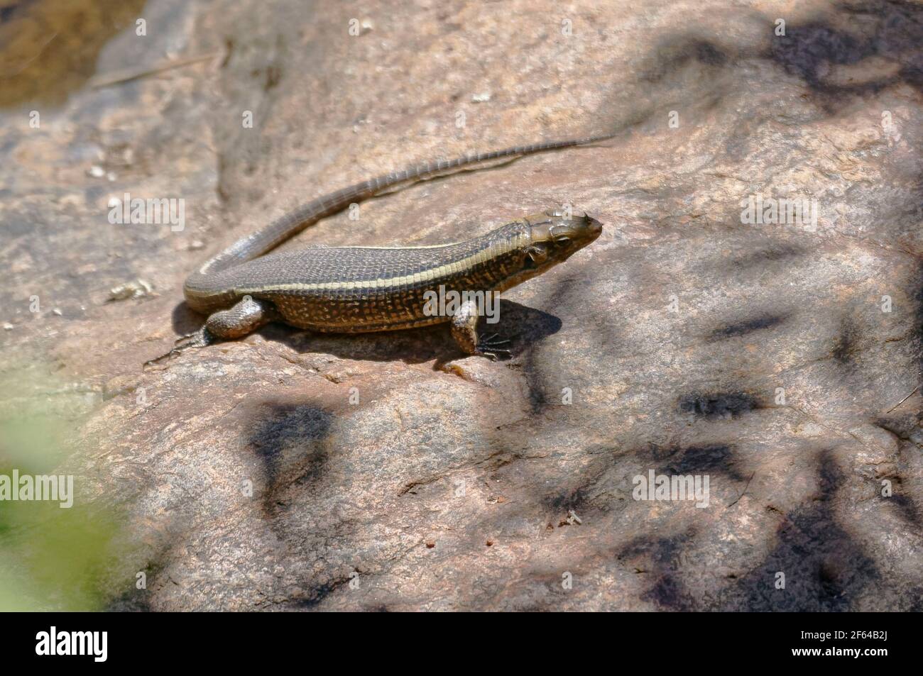 Zonosaurus laticaudatus hi-res stock photography and images - Alamy