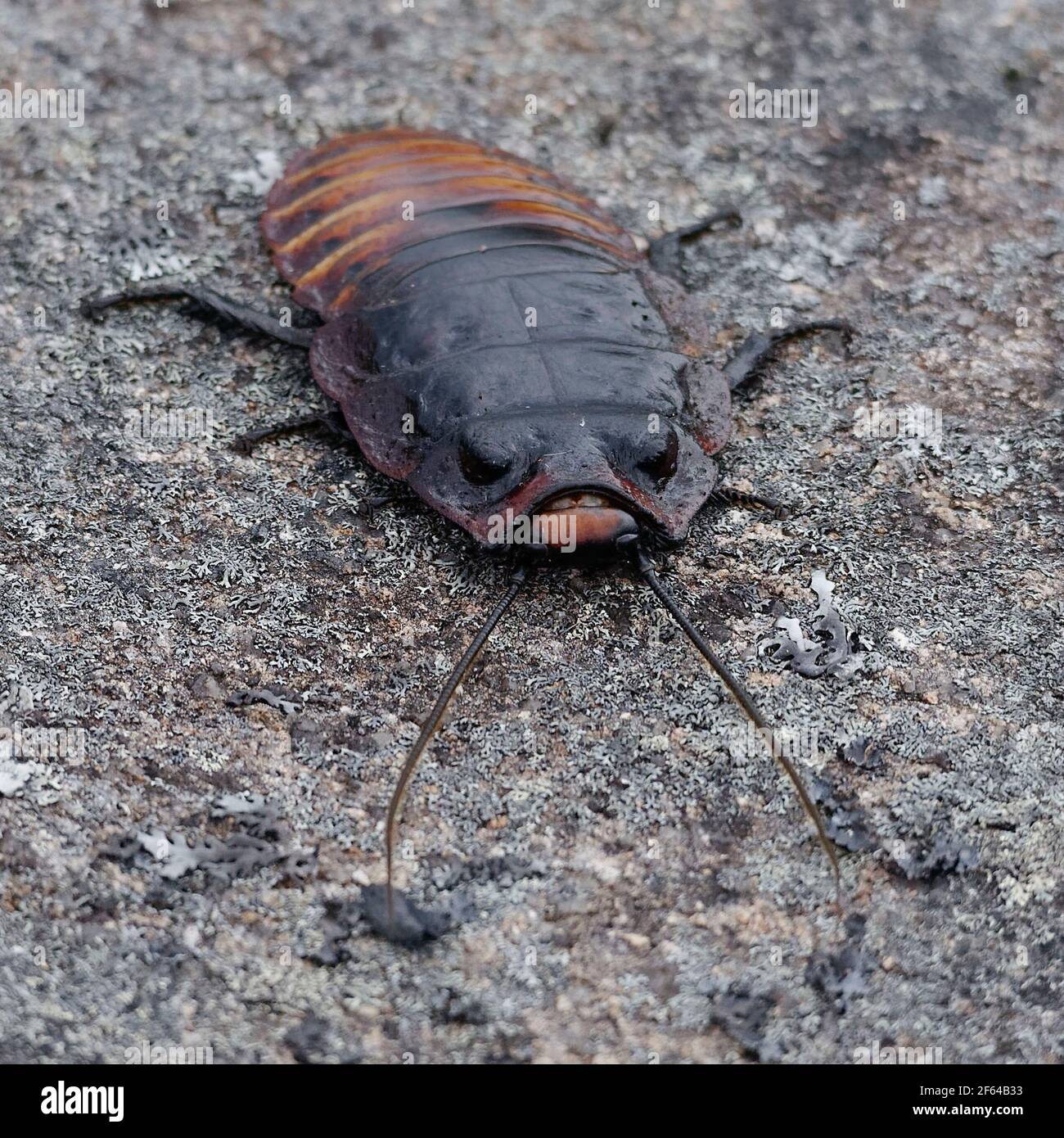 Madagascar Giant Hissing Cockroach (Gromphadorina portentosa ...