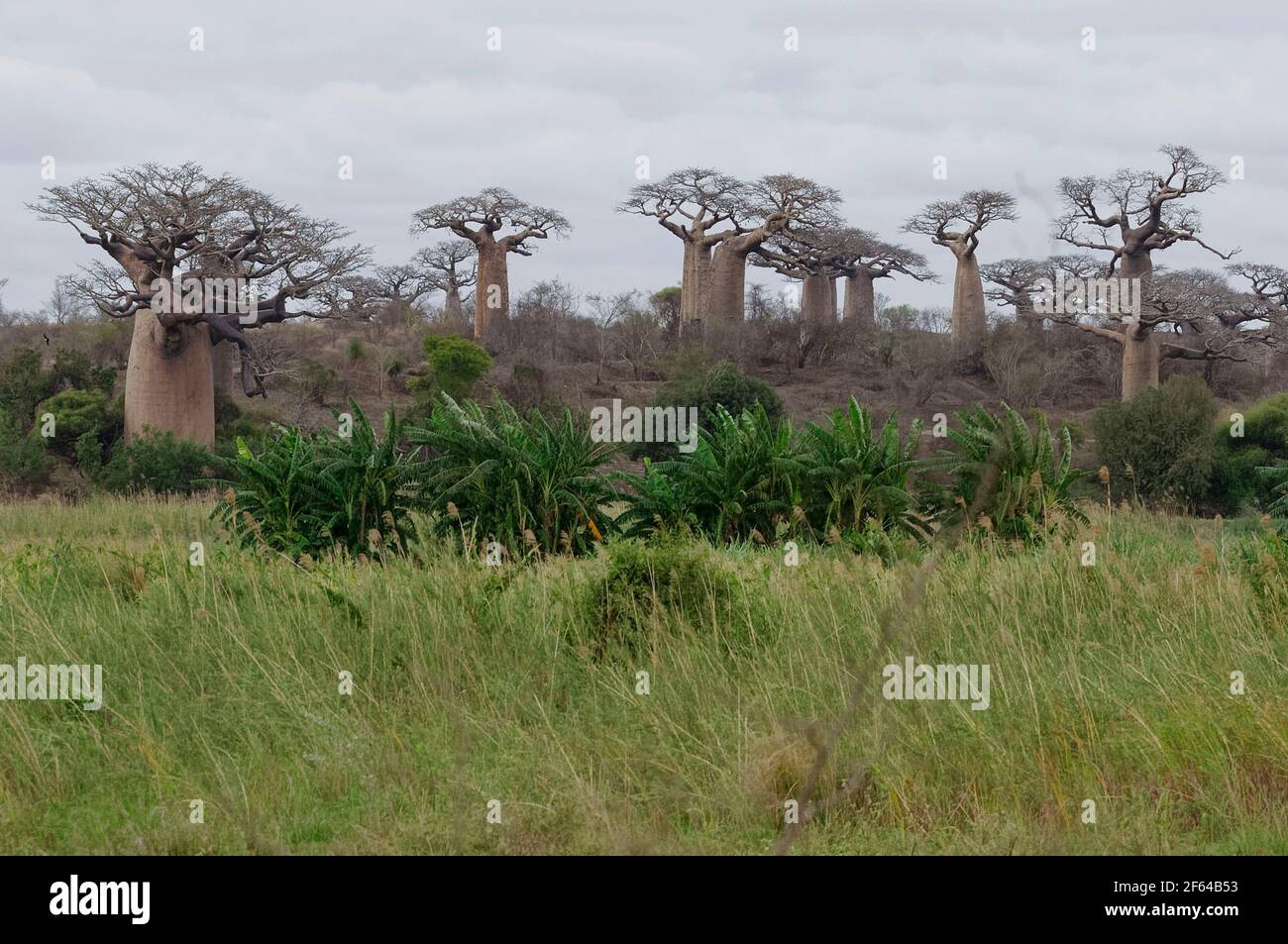 Baobab Trees in Madagascar Stock Photo - Alamy