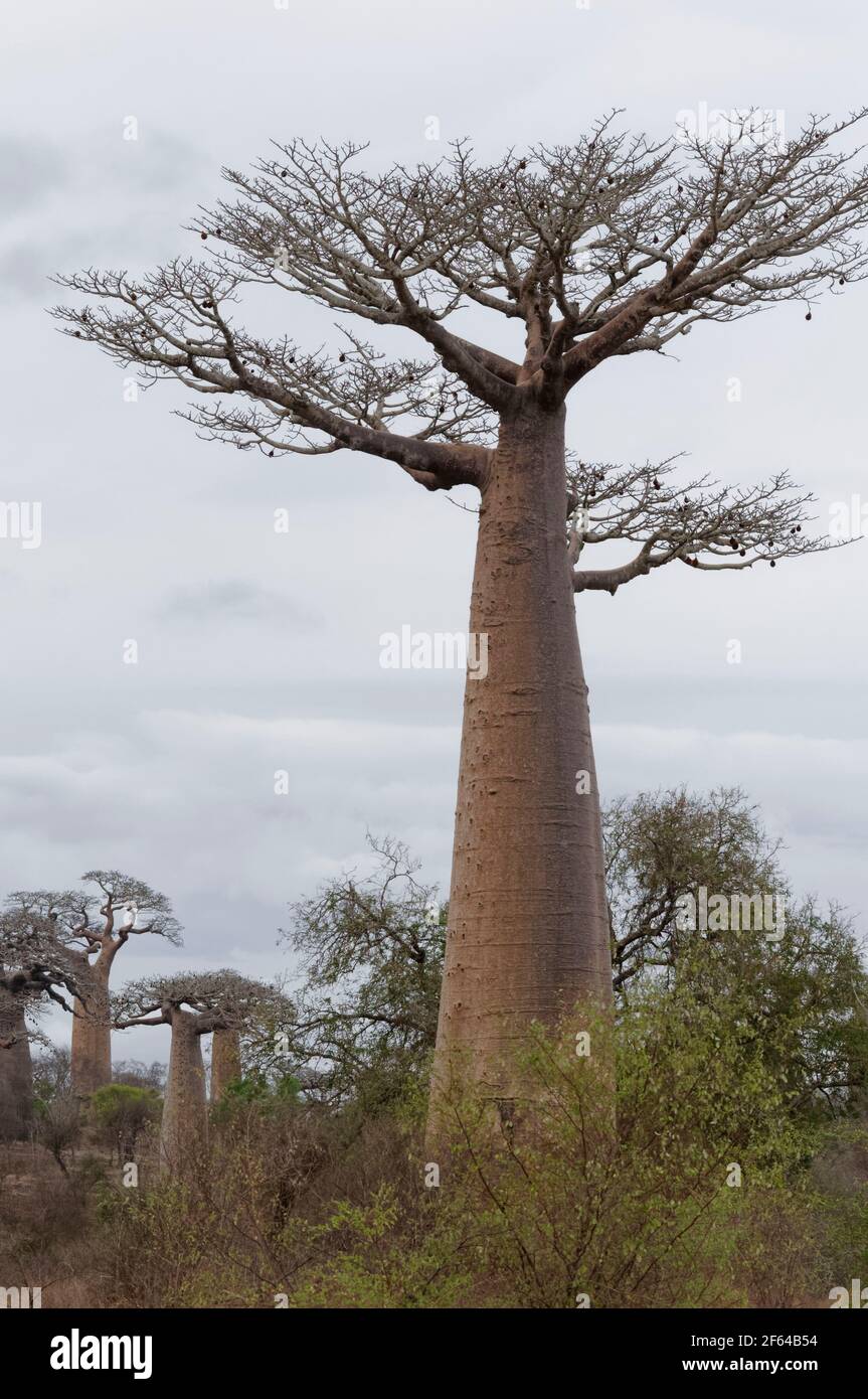 Baobab Tree in Madagascar Stock Photo - Alamy