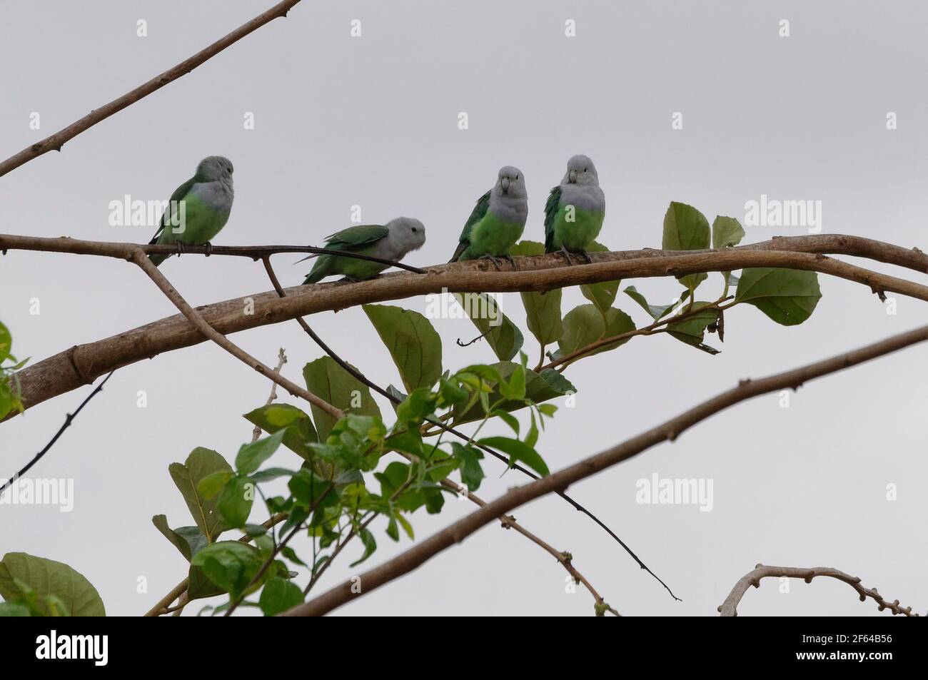 Grey-headed Lovebird (Agapornis canus) - Madagascar Stock Photo - Alamy