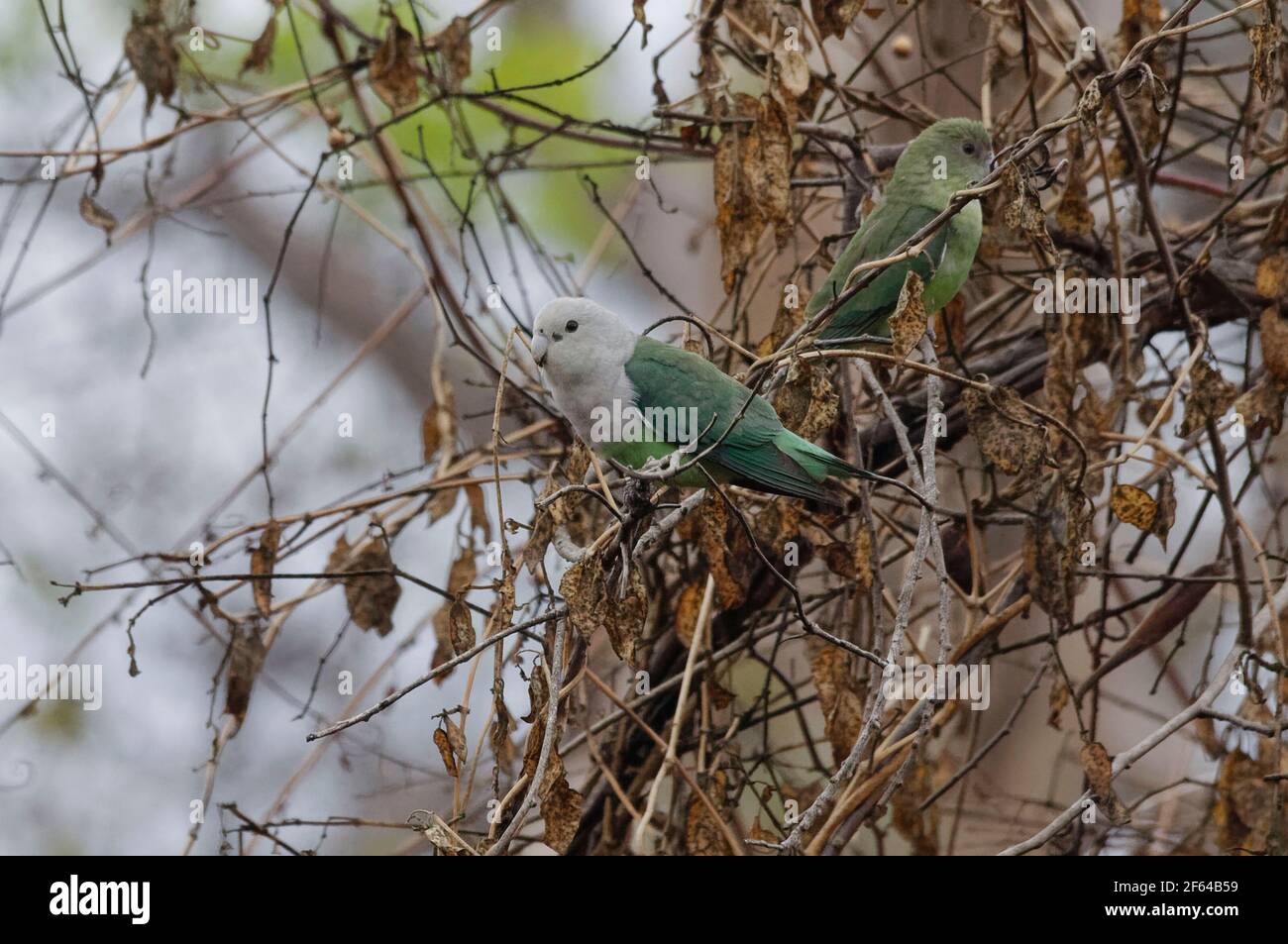 Grey-headed Lovebird (Agapornis canus) - Madagascar Stock Photo - Alamy