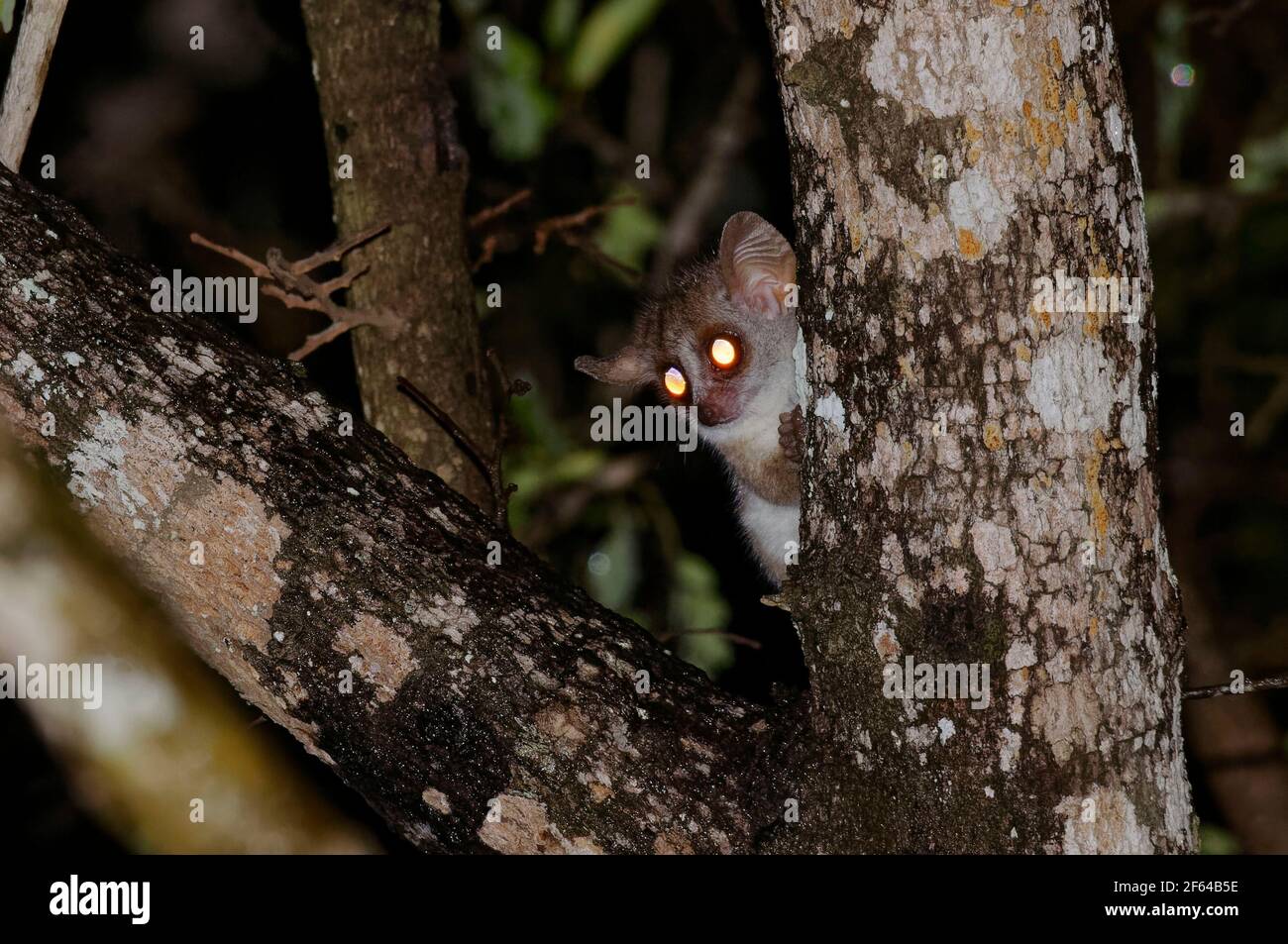 Reddish-gray mouse lemur (Microcebus griseorufus) - Madagascar Stock Photo - Alamy