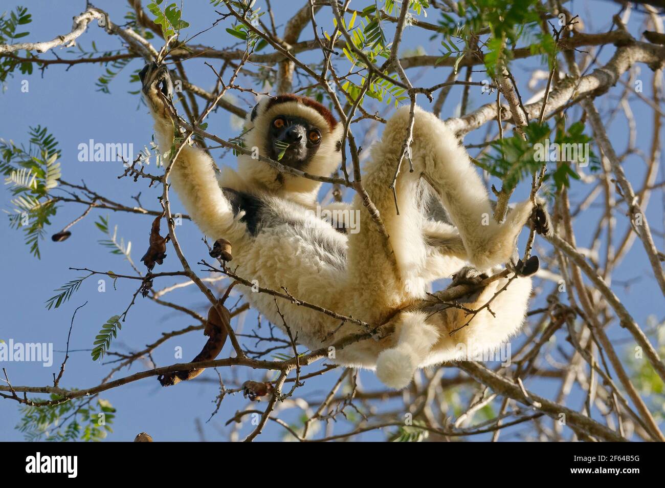 Verreaux's Sifaka or White Sifaka (Propithecus verreauxi) - Madagascar ...