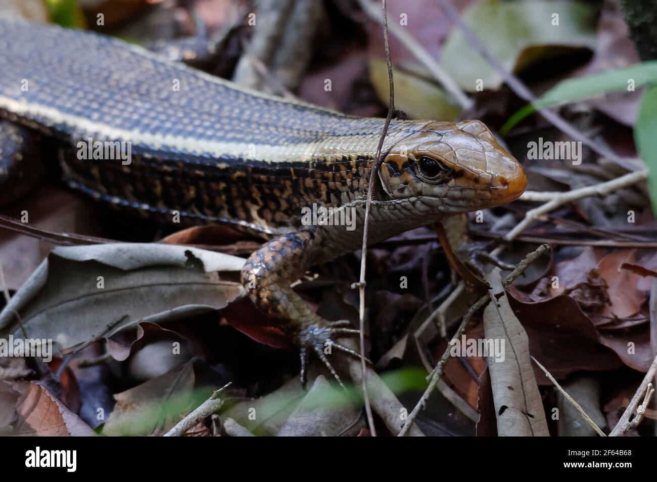 Zonosaurus laticaudatus Lizard - Madagascar Stock Photo - Alamy