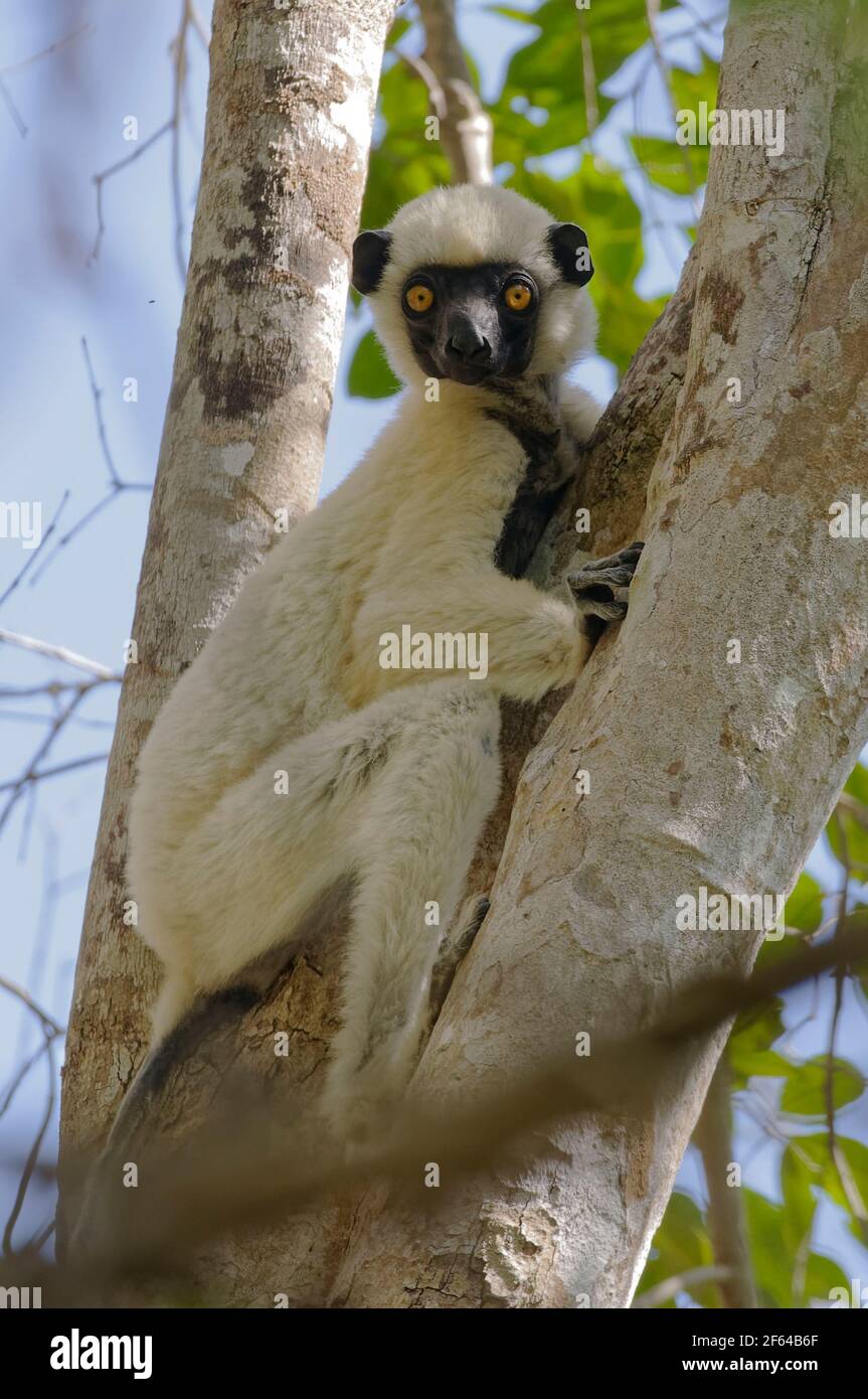 Von der Decken's sifaka (Propithecus deckenii) - Madagascar Stock Photo ...