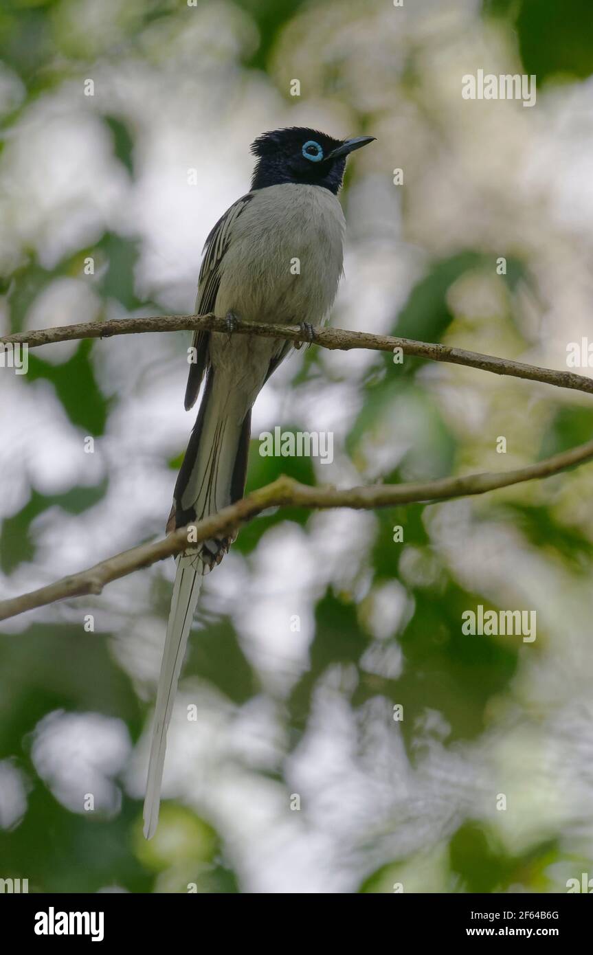 Terpsiphone mutata mutata hi-res stock photography and images - Alamy