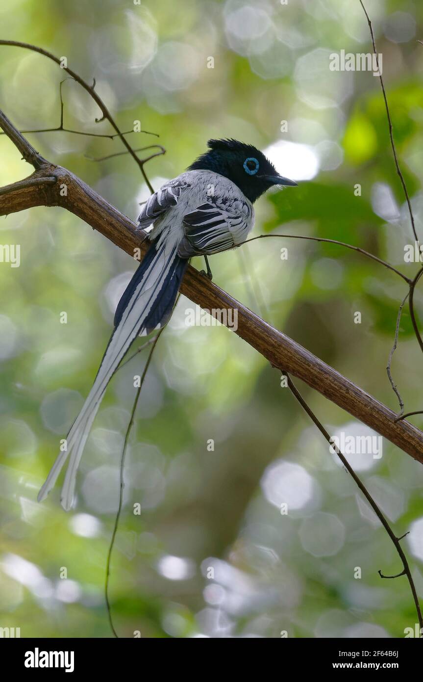 Madagascar Paradise Flycatcher (Terpsiphone mutata) - Madagascar Stock ...