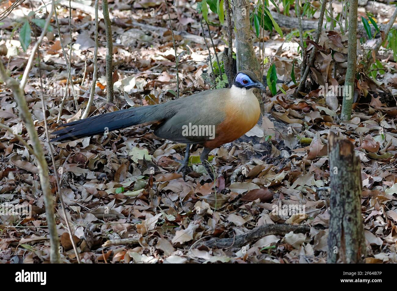 Blue coua bird hi-res stock photography and images - Alamy