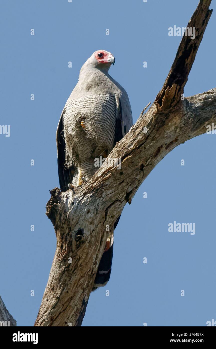 Madagascar Harrier-Hawk (Polyboroides radiatus) - Madagascar Stock ...