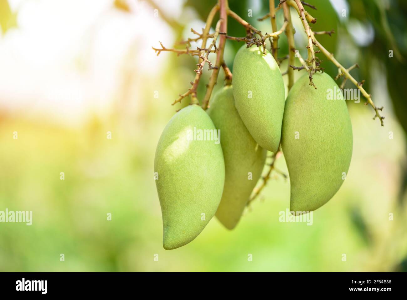 raw mango hanging on tree with leaf background in summer fruit garden ...